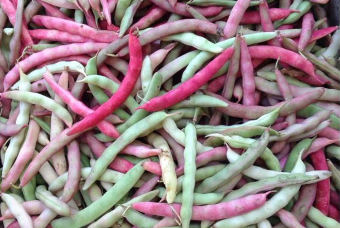 25 Seeds Pink Half Runner Bean Phaseolus Vulgaris 4-5″ Pods and Pink ...