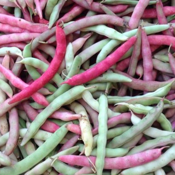 Half Runner Beans - Etsy