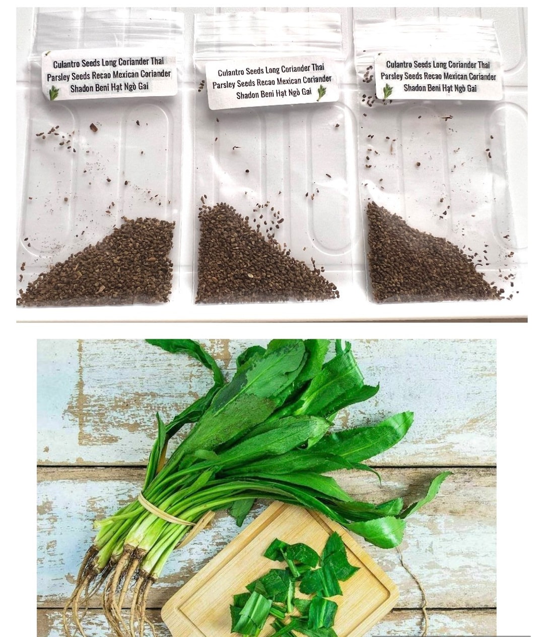 3 Bags Culantro Seeds |mexican Coriander Asian Ngò Gai Recao Shadow ...