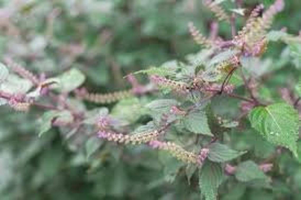 Vietnamese Perilla Seeds La Tía Tô Rau Tia Purple Green - Etsy