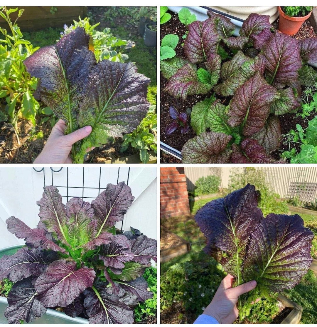 Red Giant Mustard Seeds/florida Broadleaf, Brassica Juncea, NON-GMO ...