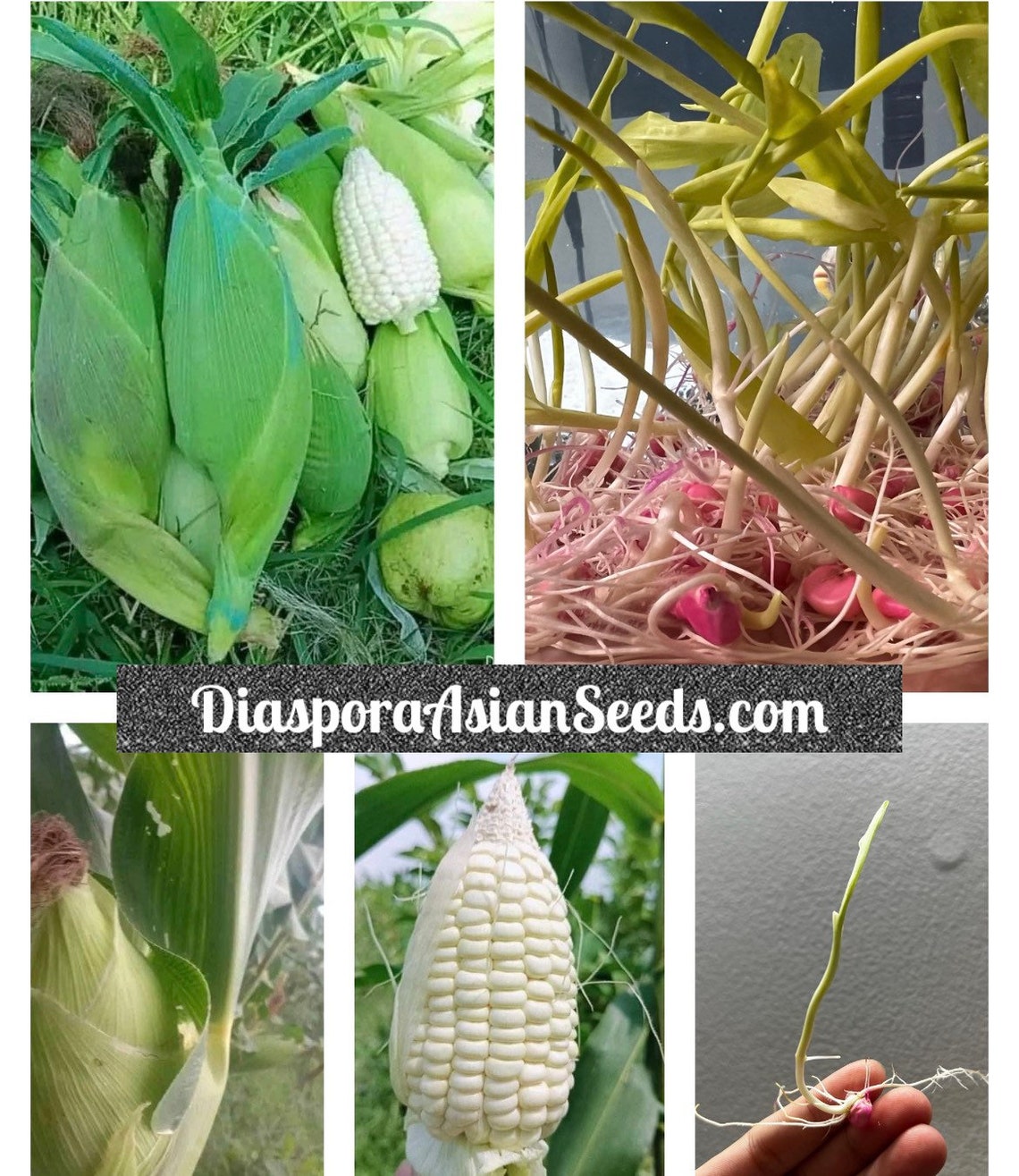 20 Round White Sticky Waxy Corn Glutinous Organic Sweet Corn - Etsy
