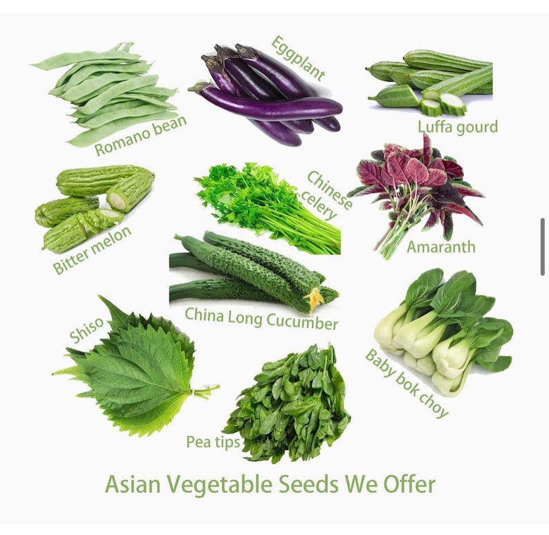 10 Types Asiab Seeds Heirloom Vegetable Bitter Melon China Long Shiso ...