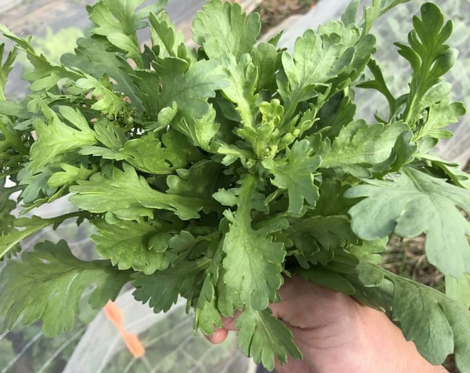 Rau Tần Ô-cải Cúc + Medium Serrated Tong Ho Seeds; 中切葉茼蒿 4oz Tong Ho ...