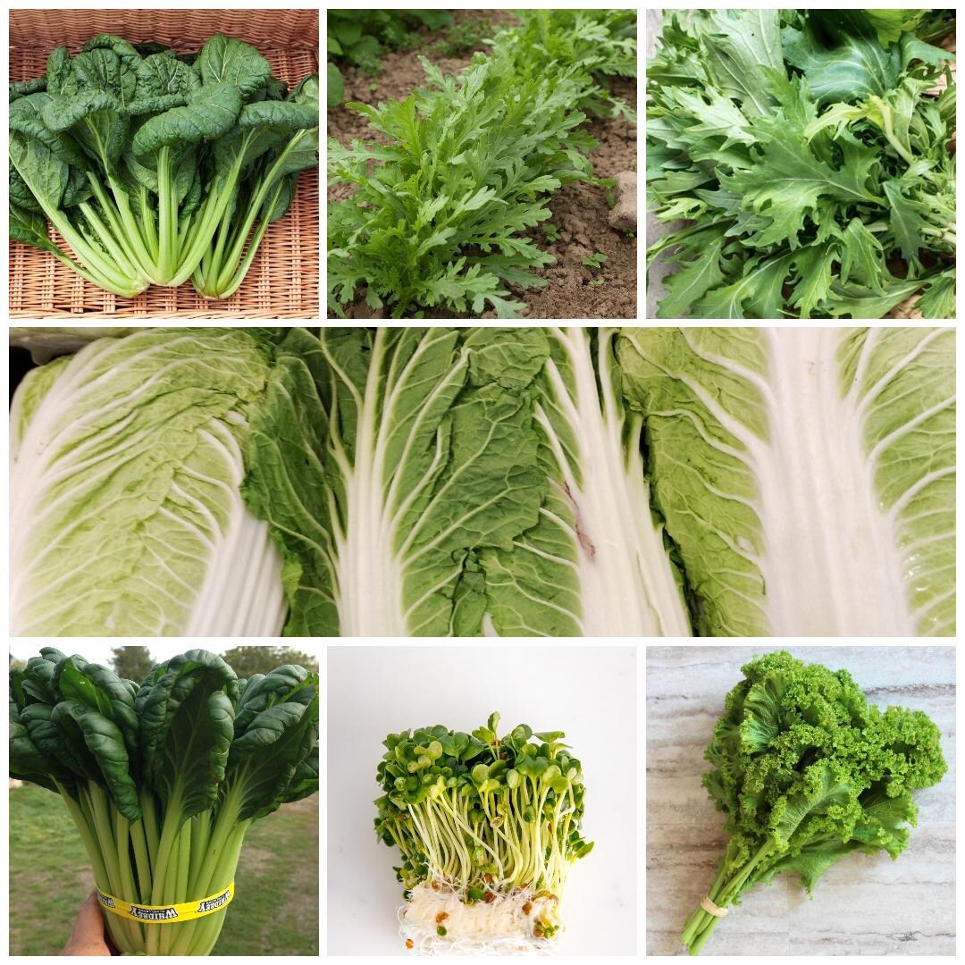 Diaspora Mix - 7 Varieties of Asian Greens – Chinese Cabbage, Mizuna ...