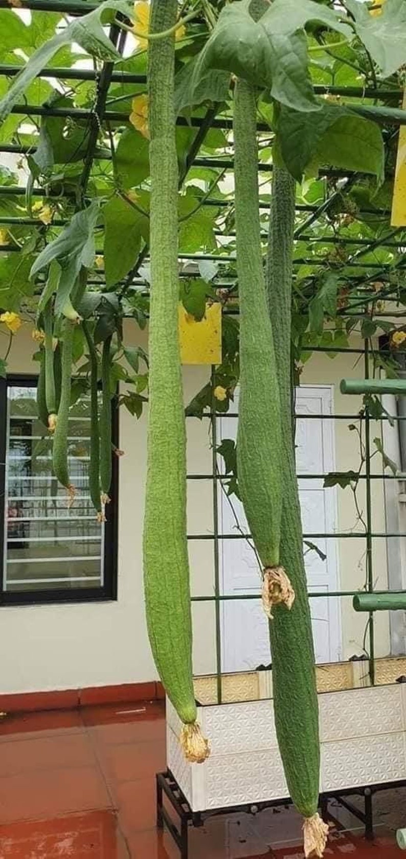 Extra Long Luffa Gourd Seeds USA Asian Chinese Okra Loofah - Etsy