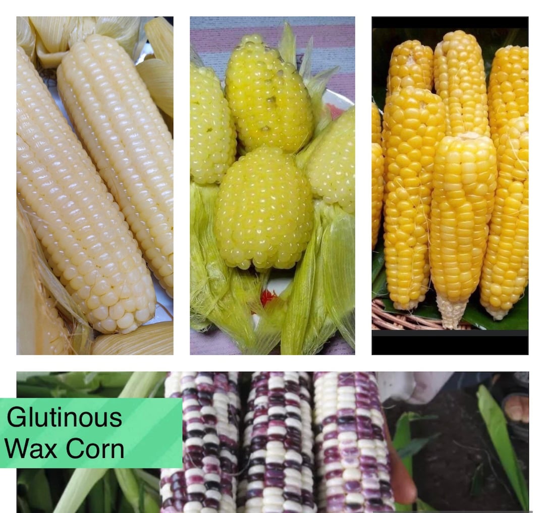 Most Favorite Glutinous Waxy Corn Seeds: White Round, White Purple ...