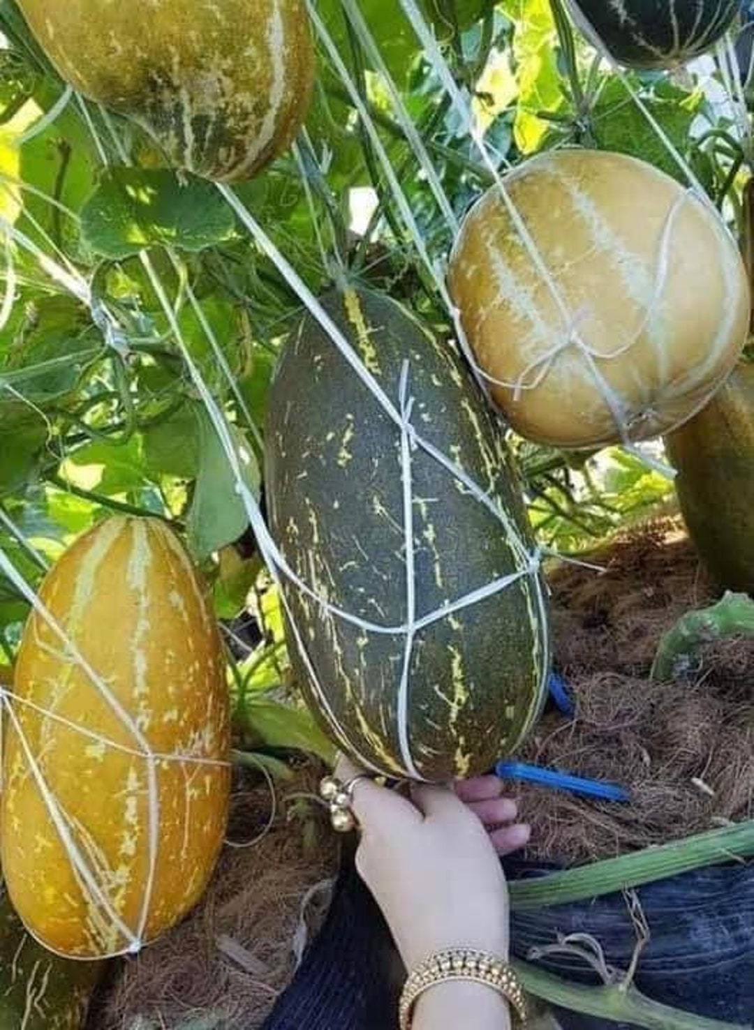 Vietnam Dua Gang Dua Bo 20+ Seeds for Planting Musk Melon Long ...