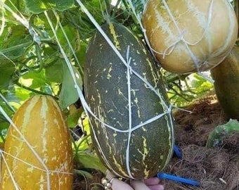 Diaspora Asian Seeds