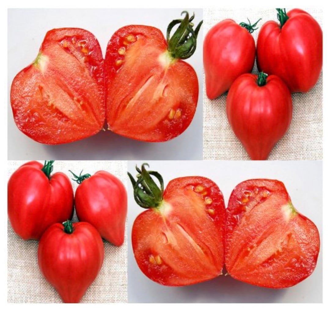 Red Oxheart Tomato Seeds Hat Giong Ca Chua Trai Tim Mau Do Heart Tomato ...