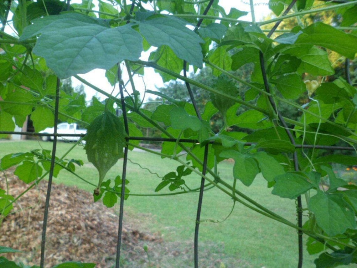 Bulk 200++jamaican Cerasee/small Bitter Melon/gourd/karela Plus Seeds ...