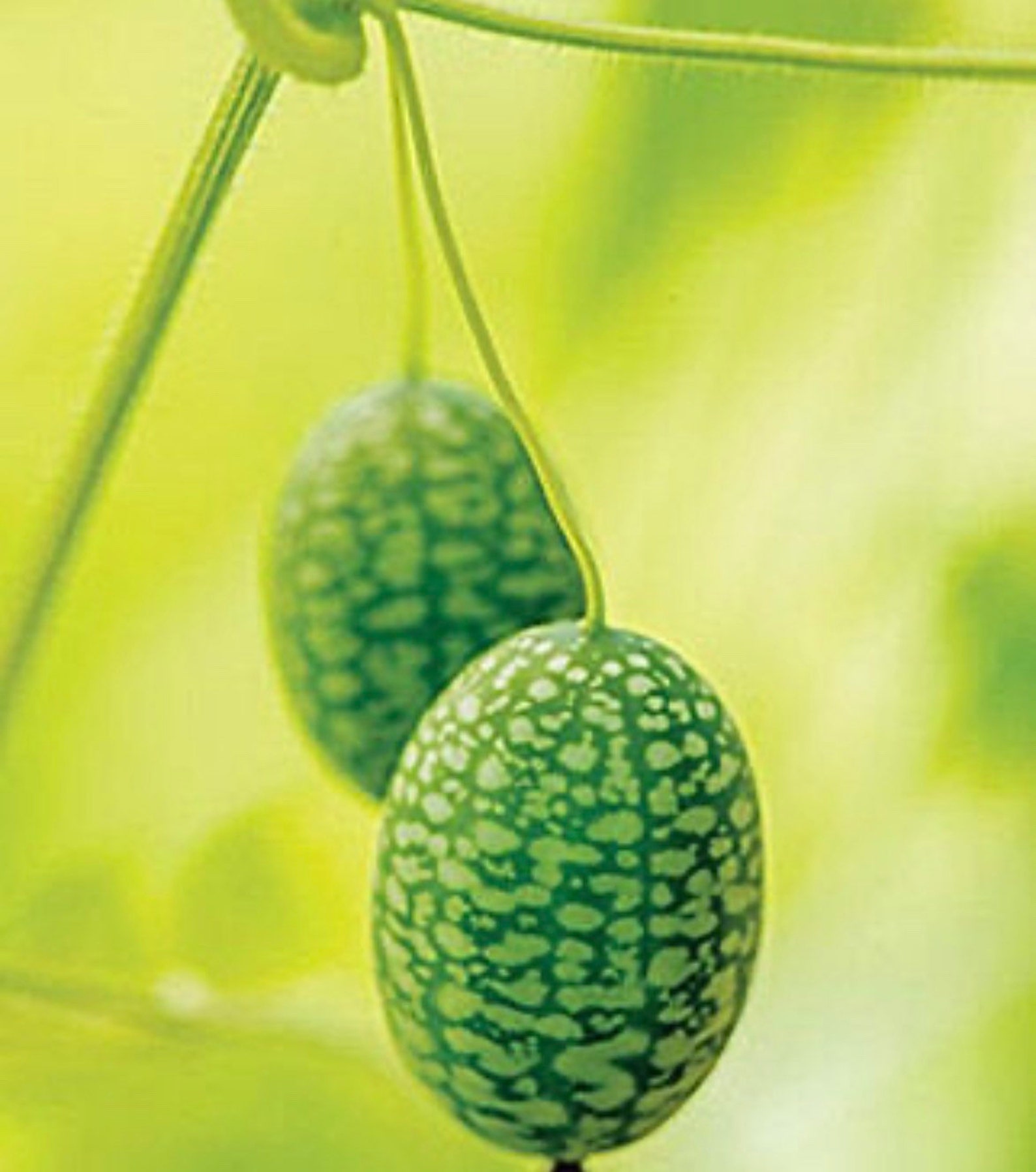 50 Mouse Melon Cucamelon Seed Tiny Melon Tiny Fruit to - Etsy