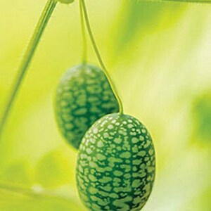 50+ Mouse Melon, Cucamelon Seed, Tiny Melon, Tiny Fruit to Grow ...