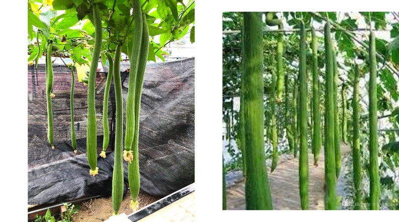 Extra Long Luffa Gourd Seeds | USA Asian Chinese Okra Loofah Melon 2023 ...