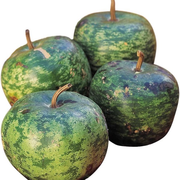 Apple Gourd - Etsy