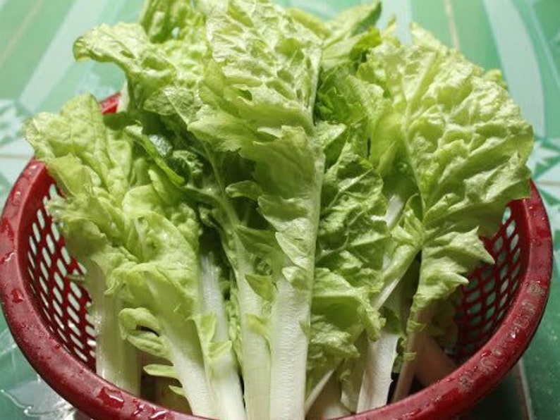 Cai Be Dun Taiwan Pak Choy Frilly Seeds Easy to - Etsy