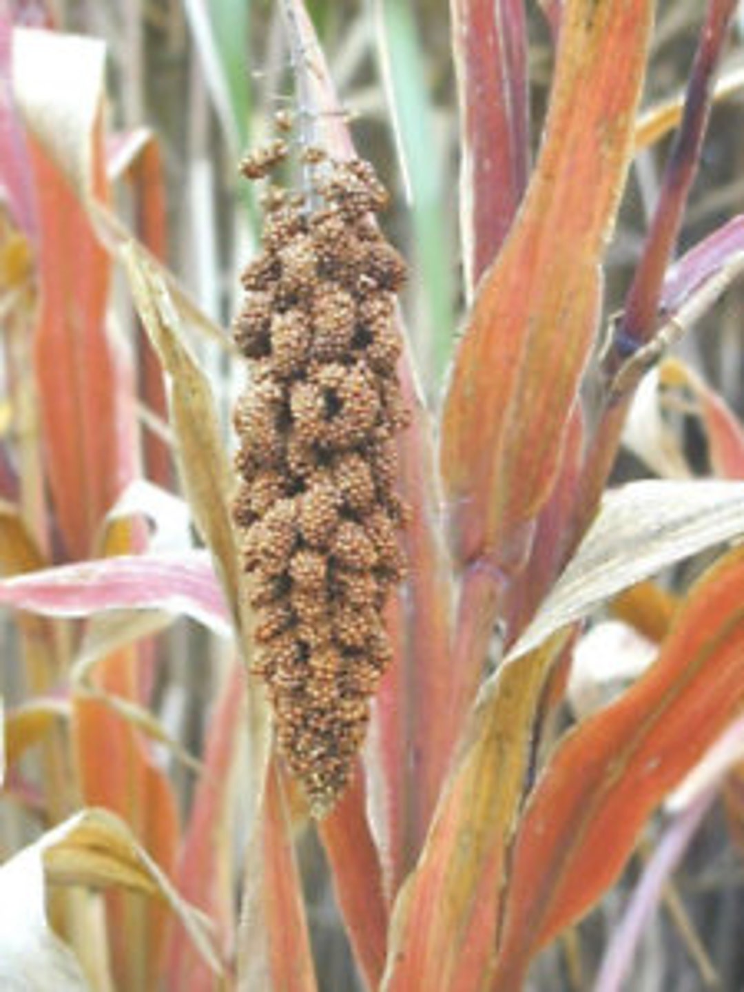 1oz - 8,900 Seeds JAPANESE MILLET Billion Dollar Grass Grain ...