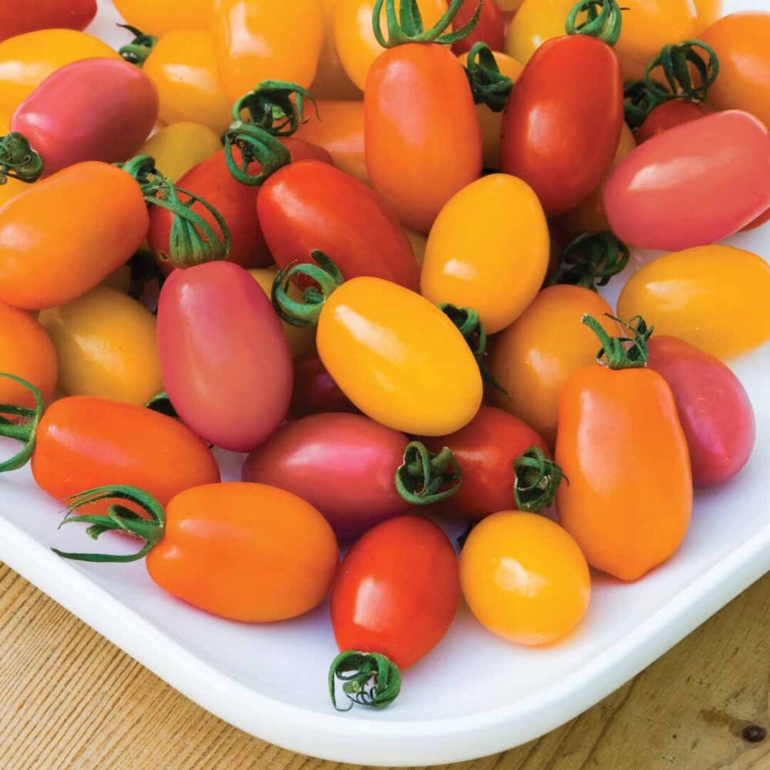 Rainbow Cherry Tomato Seeds, NON-GMO, Organic, Colorful Cà Bi Baby đủ ...