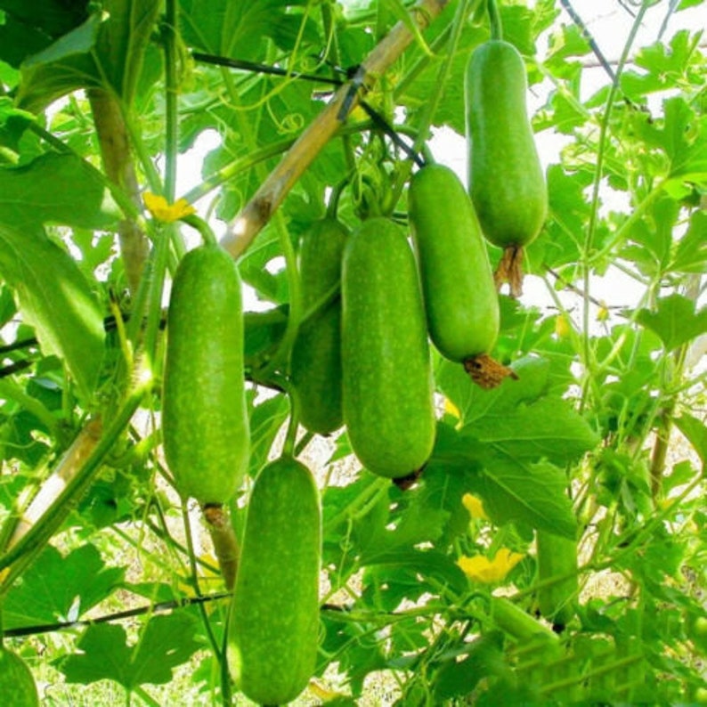 50 Winter Melon Seeds for Planting - Bi Dao Chanh- AKA. White Ash ...