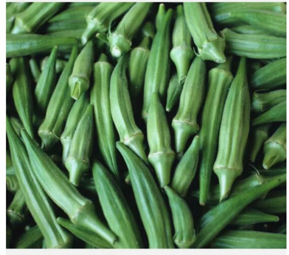 Okra Seed 2000 Seeds 90% Germination Hạt đậu Bắp FAST - Etsy