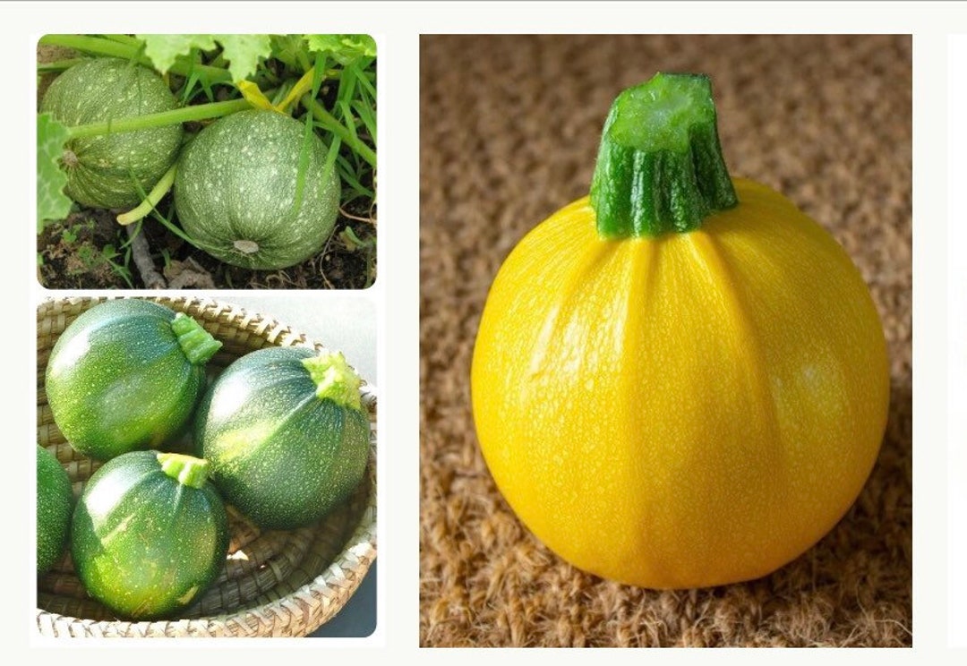Mix Round Zucchini Summer Squash F1 Seeds, Yellow and Green Packets ...