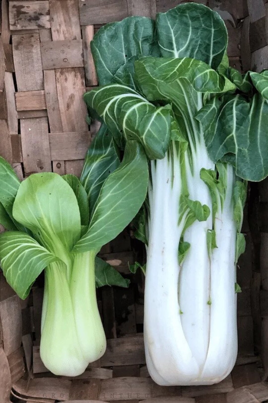 11 Types Chinese Vegetables 8-10” Tall Pak Choi Gao Jiao Stem Pak Choi ...