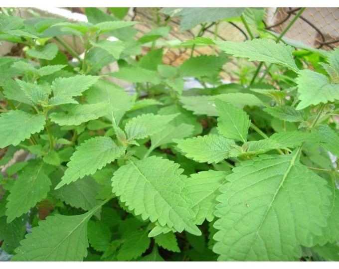 1 Packet (2000+ Seeds) - Vietnamese Balm - Lemon Mint - Kinh Gioi ...