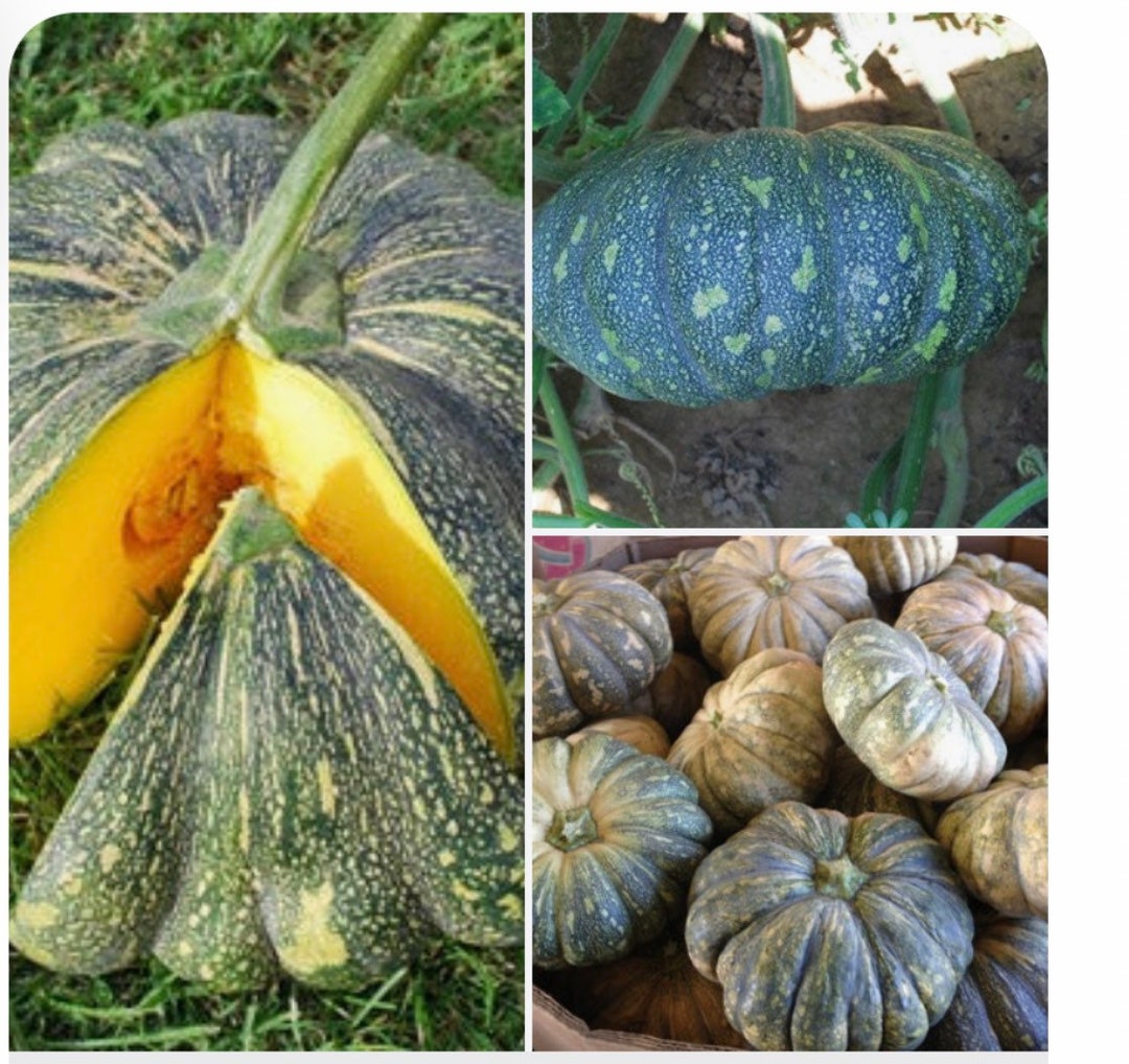 30 Seeds Sweet Mama Hybrid Winter Squash Hạt Bí đỏ đặc Ruột Dẻo Ngọt ...