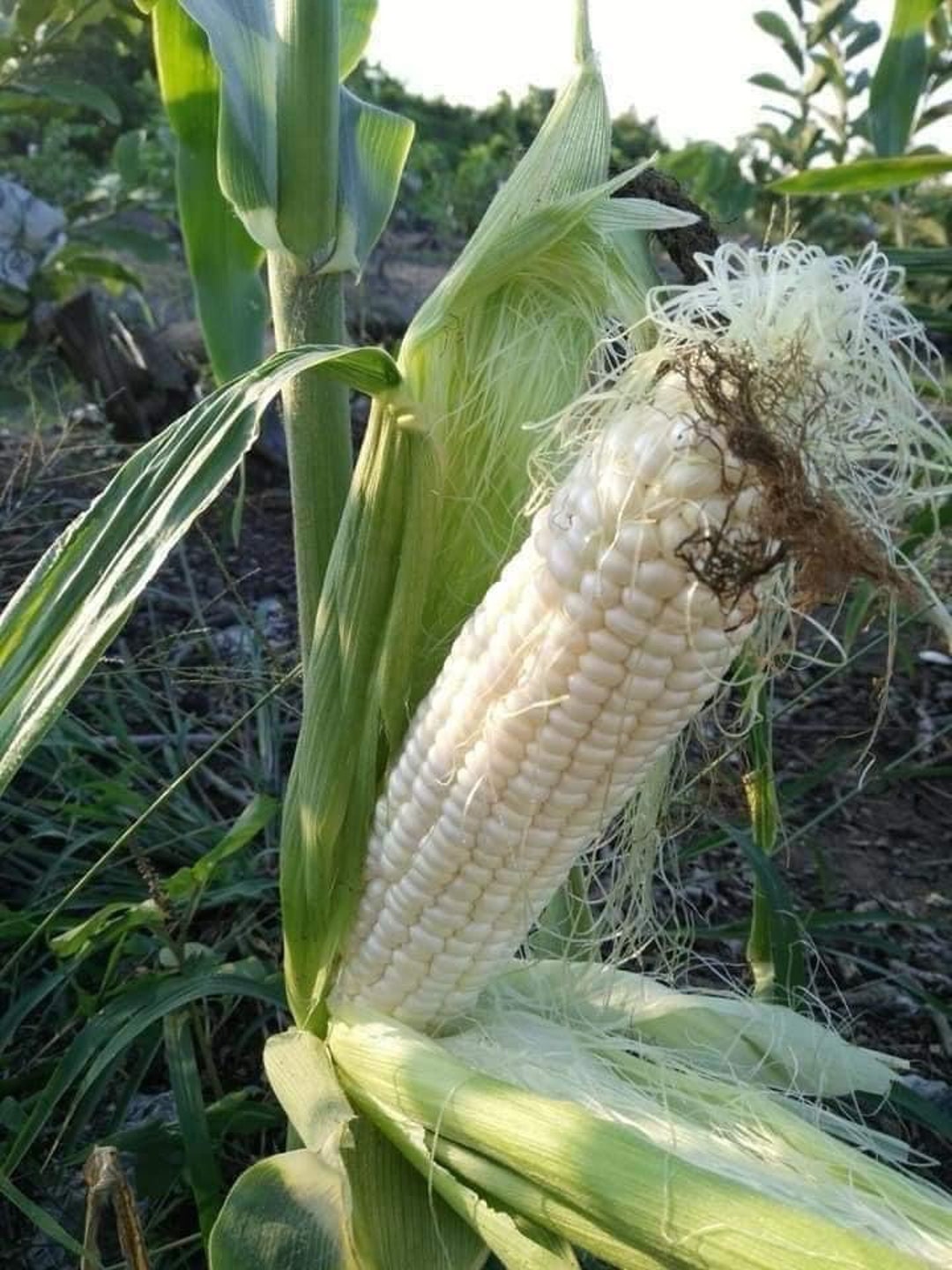 Bắp Nếp Trắng Thái NEP Bắp Dẽo Asian Corn Seeds Asian Sticky Corn Seeds ...