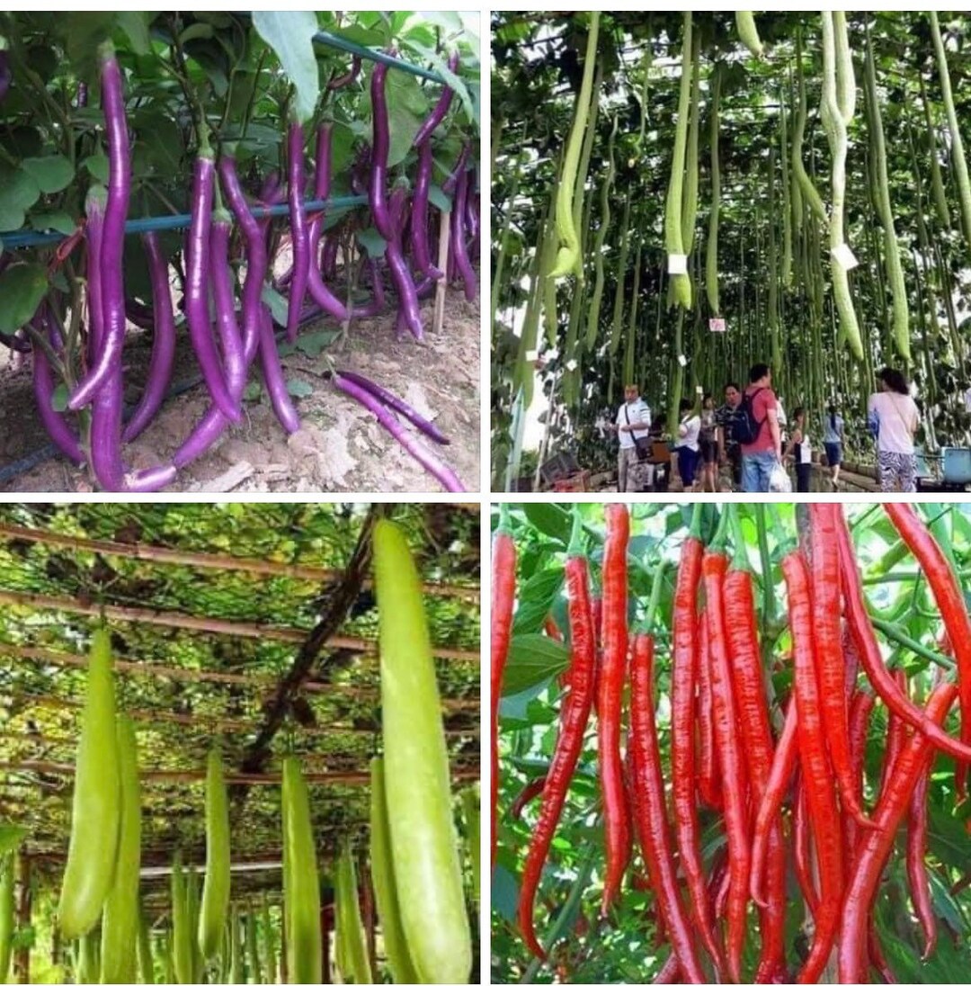 ON SALE Extra Long Vegetables Seeds Set | Okra Muop Sieu Dai 1.2m ...