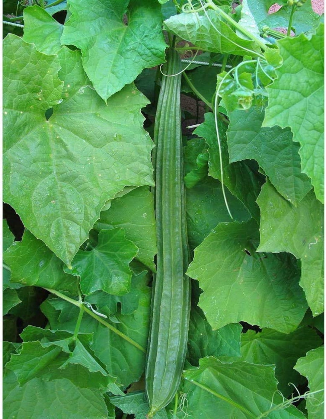 Angled Gourd 120++ Seeds, Angled Loofah, Ridge Gourd, Chinese Okra ...