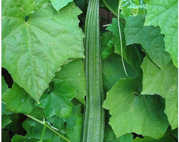 Angled Gourd 120++ Seeds, Angled Loofah, Ridge Gourd, Chinese Okra ...