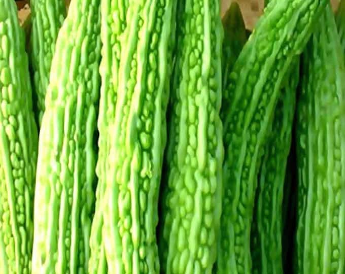 100 Bitter Melon Seeds - Kho Qua - Chinese Bitter Gourd Karela Bitter ...