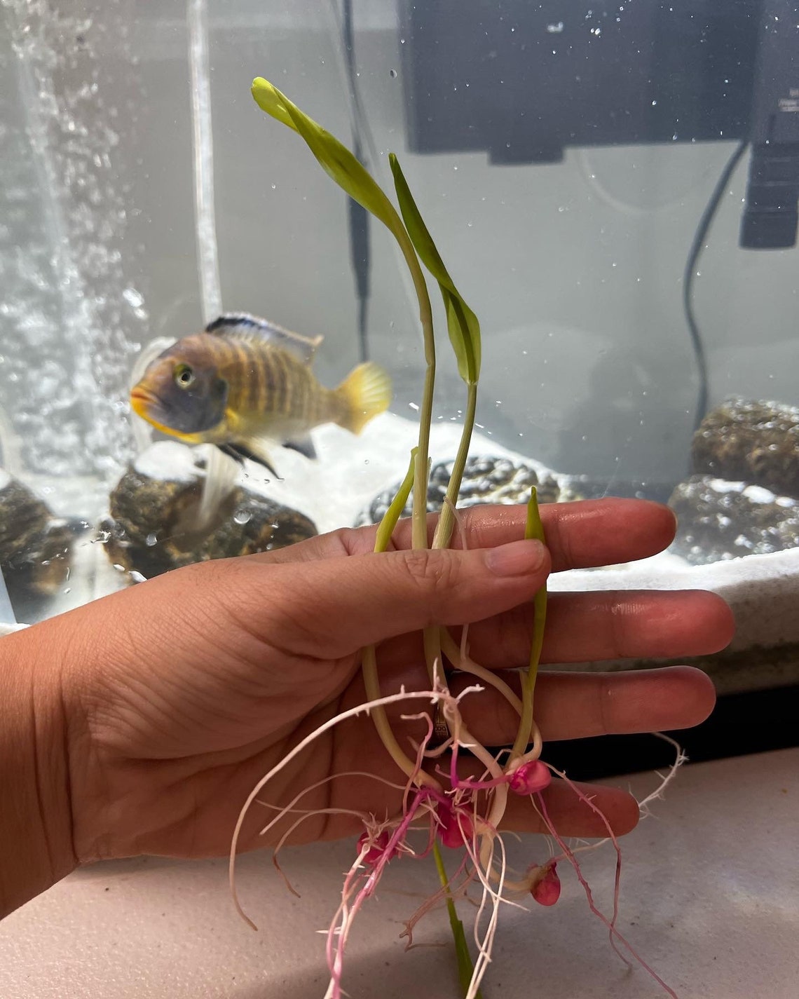 20 Round White Sticky Waxy Corn Glutinous Organic Sweet Corn Seeds Bắp ...