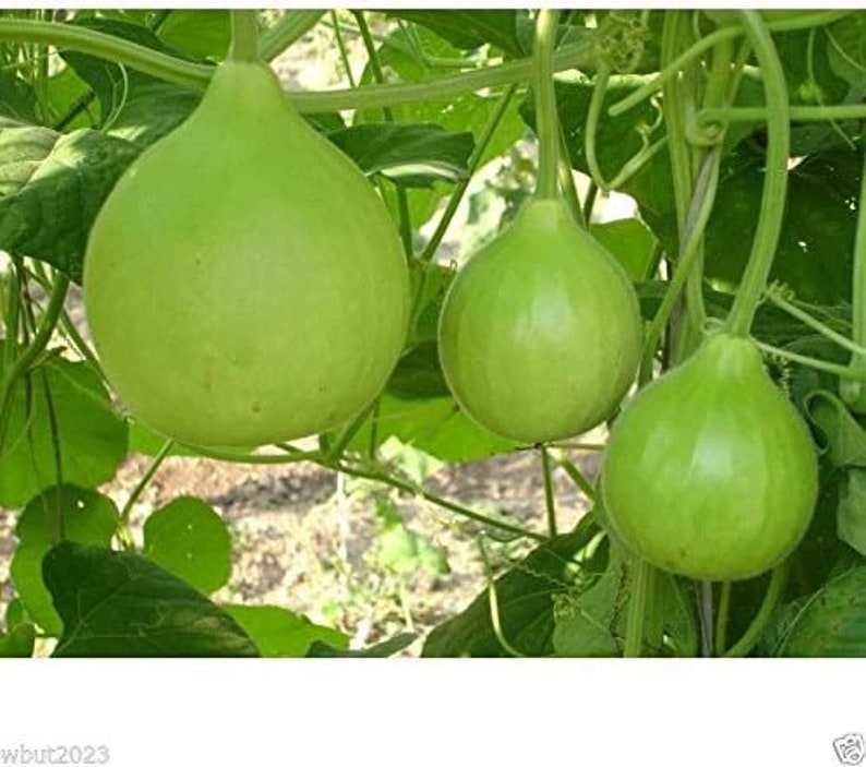 Bottle Gourd 30 Seeds - Nam Tao Klom Round Shaped Fruit Hạt Giống Bầu ...