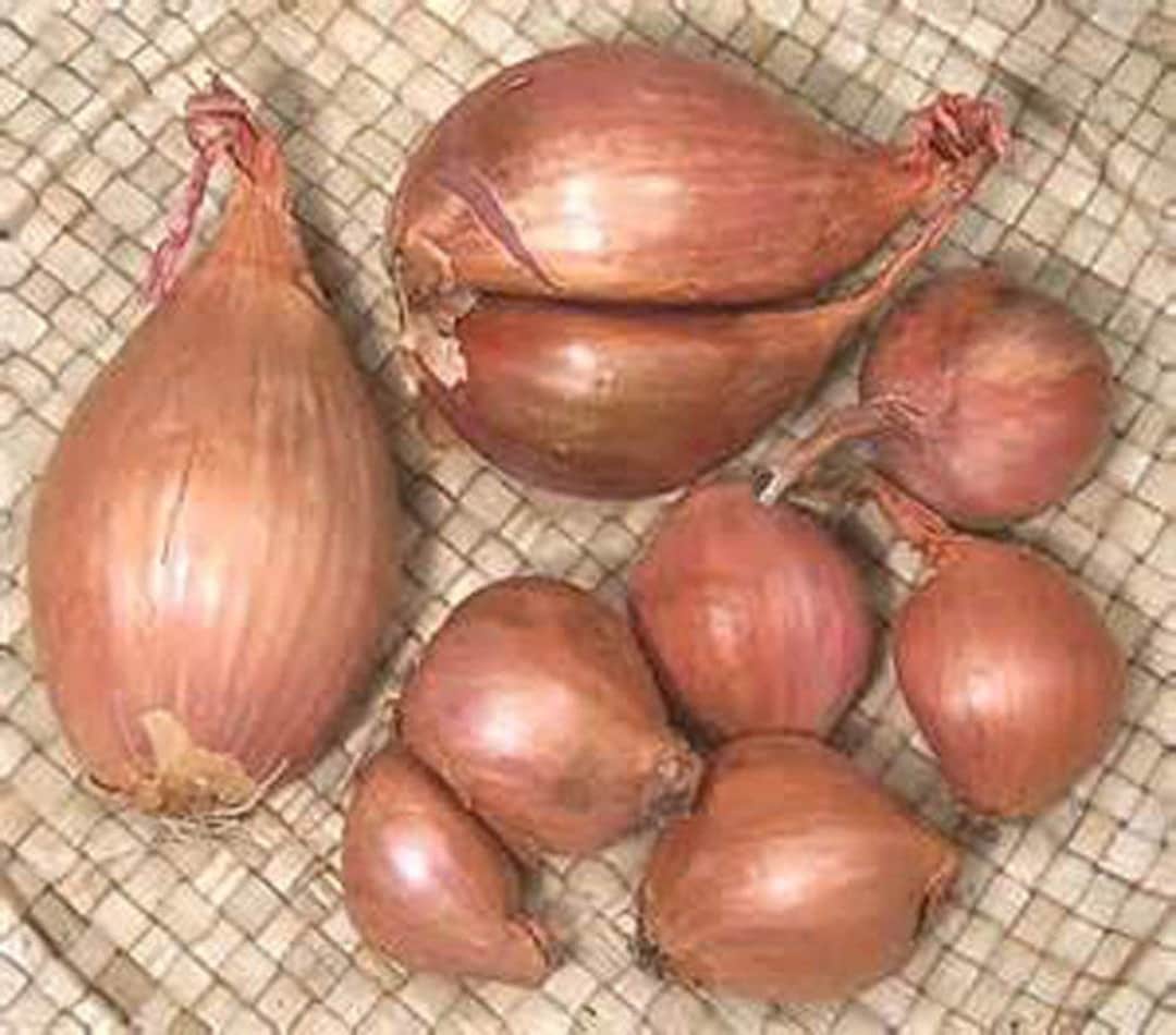 Shallots - Monique French Pink Shallot Sets (starter Bulbs) Semilong ...