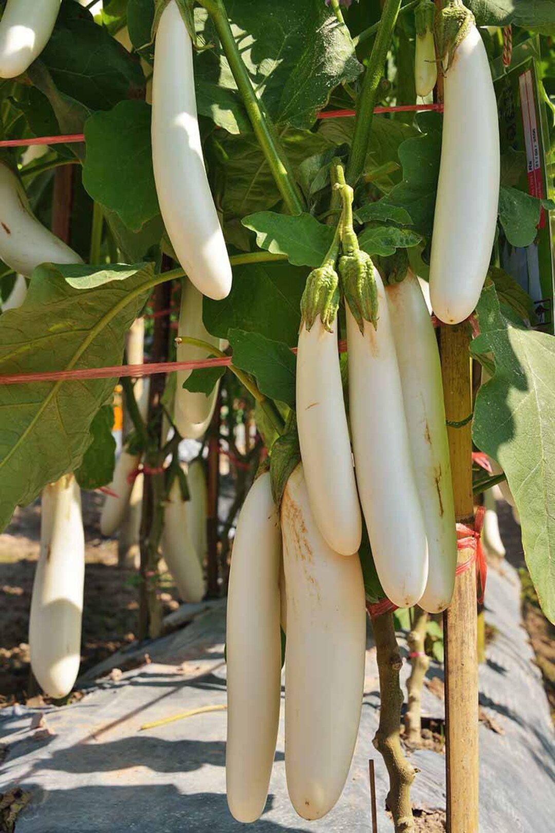 100 Heirloom Long White Eggplant Seeds - Heirloom, Open Pollinated, Non ...