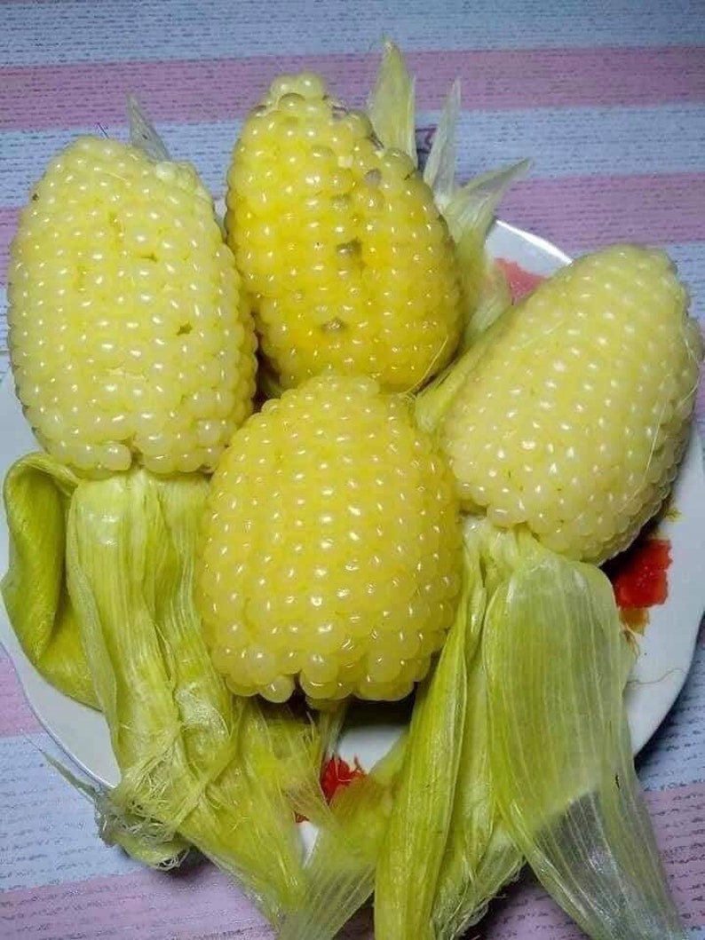 20 Round White Sticky Waxy Corn Glutinous Organic Sweet Corn - Etsy