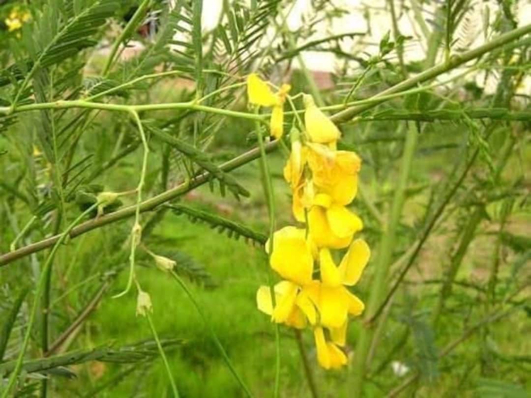 50 Sesbania Sesban Seeds - Bông Điên Điển - Yellow Swedish Cotton ...
