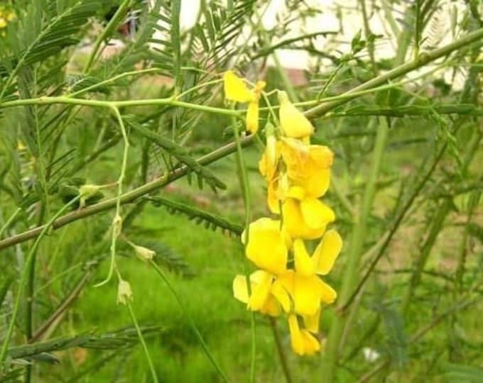 50 Sesbania Sesban Seeds - Bông Điên Điển - Yellow Swedish Cotton ...