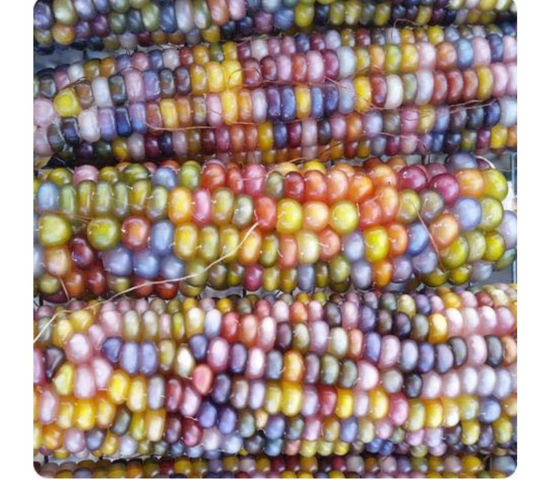 100+ Glass Gem Corn Seeds Non-gmo Popcorn Delicious Jewel-toned, Glass ...