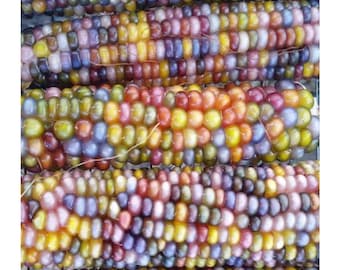 Jewel Corn Seeds - Etsy