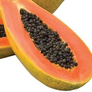 Fruit Seeds - 15 Seeds of Maradol Caribbean Red Papaya Tropical Fruit ...