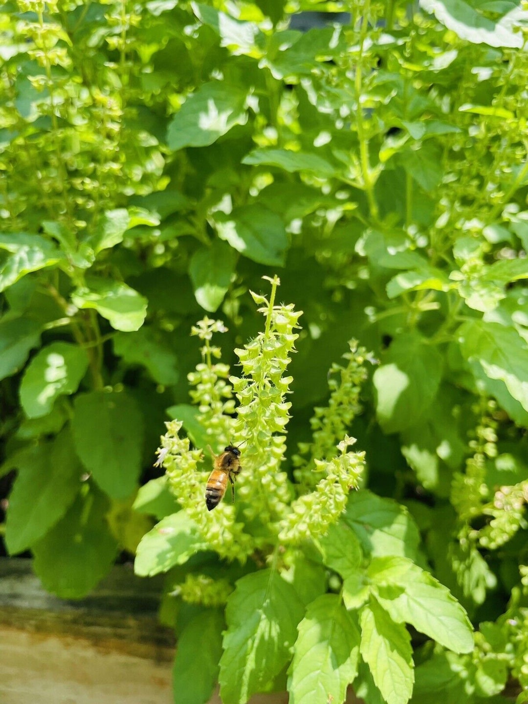 1000 Seeds Green Leaf Thai Holy Basil Seeds | Kappoor Tulsi Kraphao ...