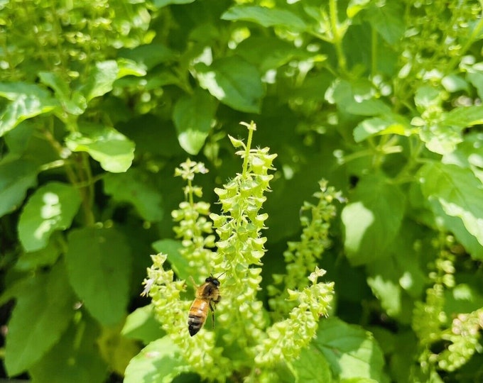 1000 Seeds Green Leaf Thai Holy Basil Seeds | Kappoor Tulsi Kraphao ...