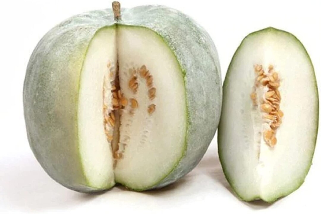 50+ Indian Ash Gourd, Wax Gourd White Winter Melon Seeds for Planting ...