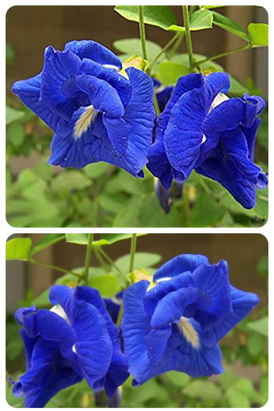 50 Double Butterfly Pea Flower Seeds - Organic Non-gmo Seeds, (clitoria ...