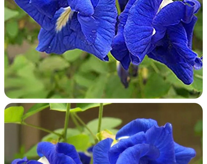 50 Double Butterfly Pea Flower Seeds - Organic Non-gmo Seeds, (clitoria ...