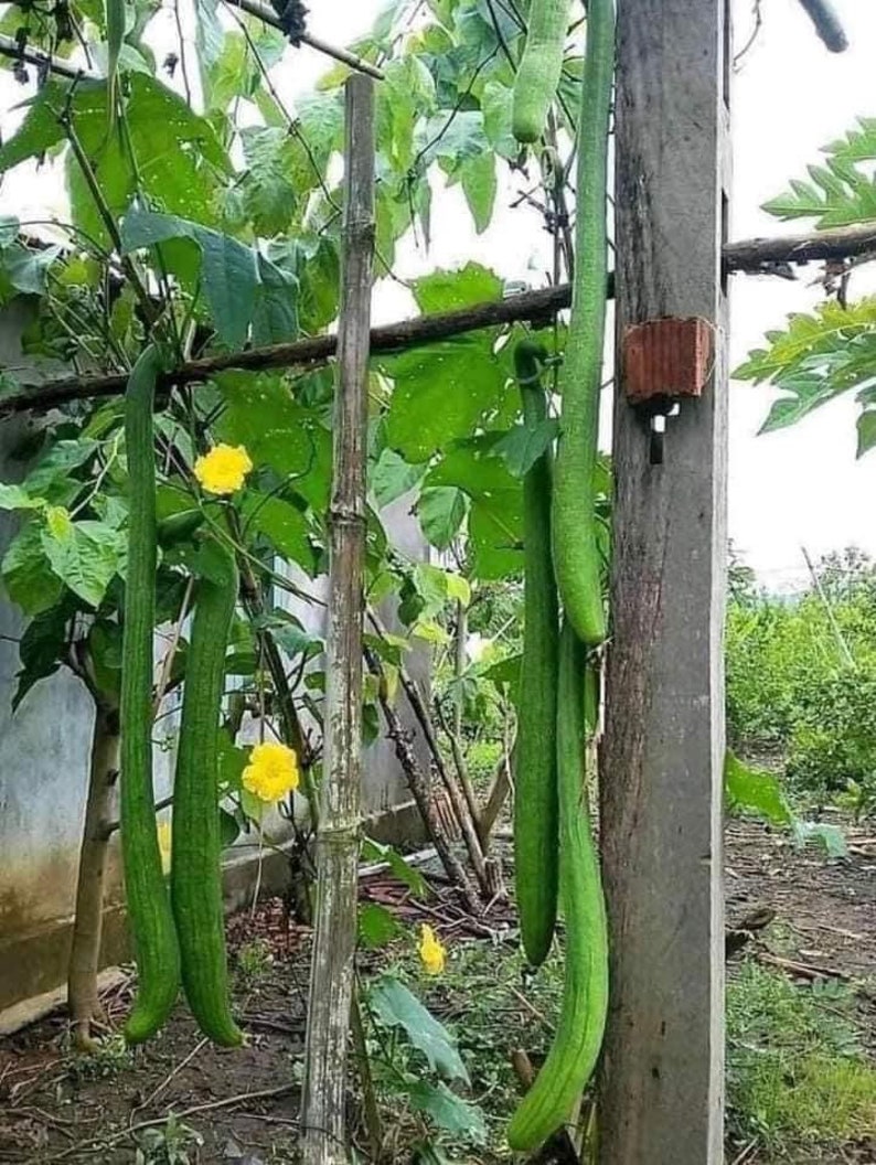 Extra Long Luffa Gourd Seeds | USA Asian Chinese Okra Loofah Melon 2023 ...