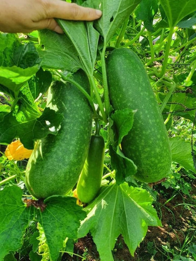 50 Winter Melon Seeds for Planting - Bi Dao Chanh- AKA. White Ash ...